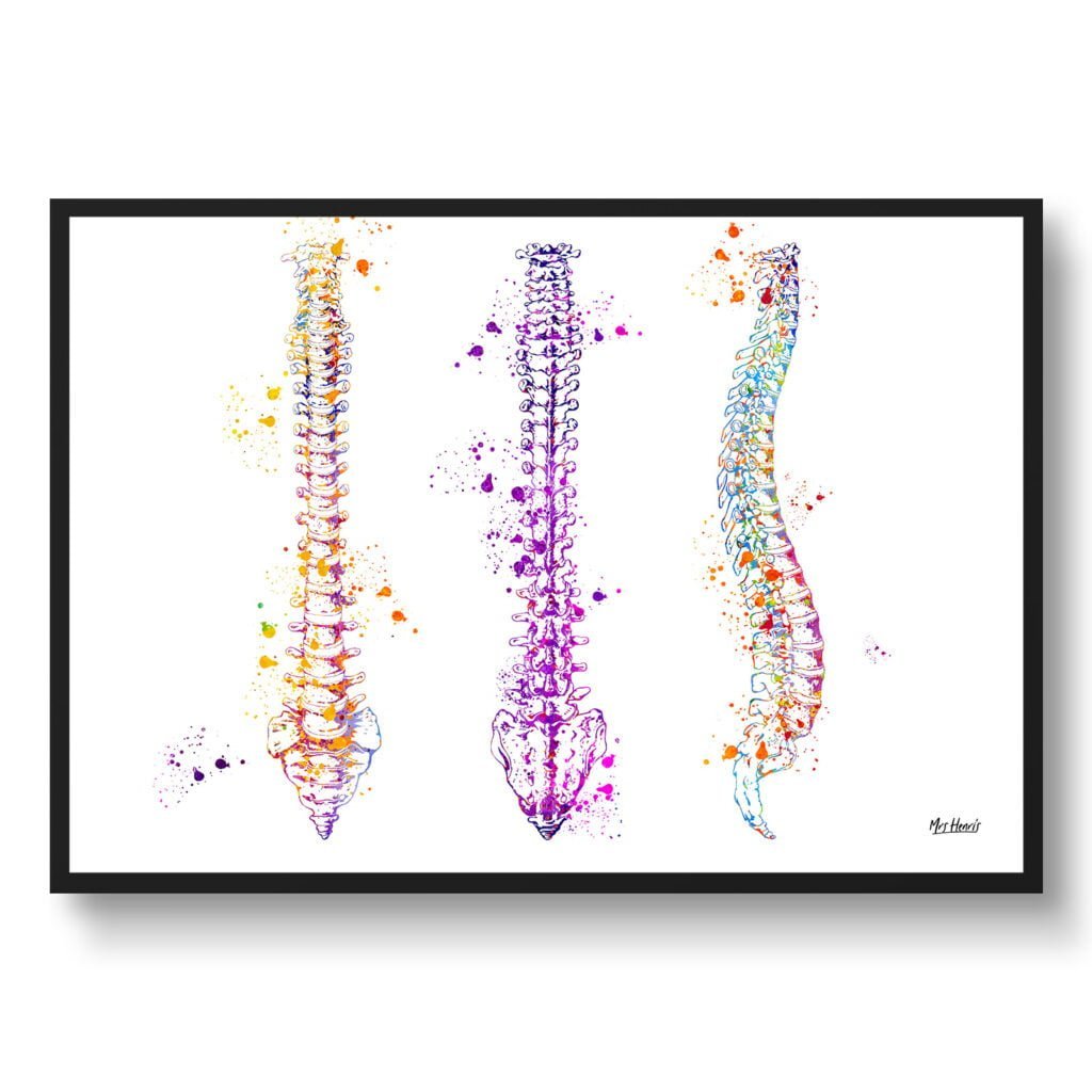 Spine / Vertebrae Anatomy Wall Art Print Watercolour Spinal Column ...