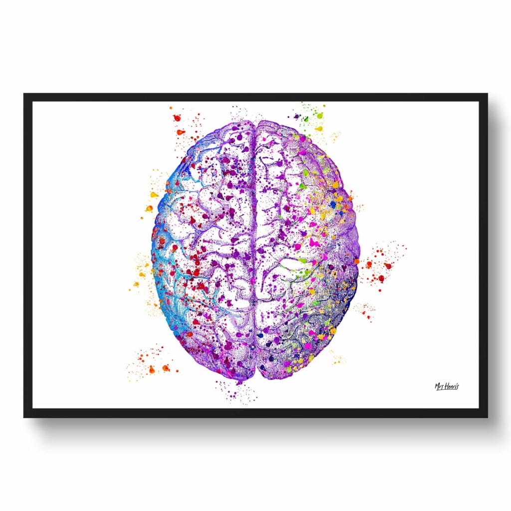 Brain (Top View) AnatomyWall Art Print Watercolour Human Neurology ...